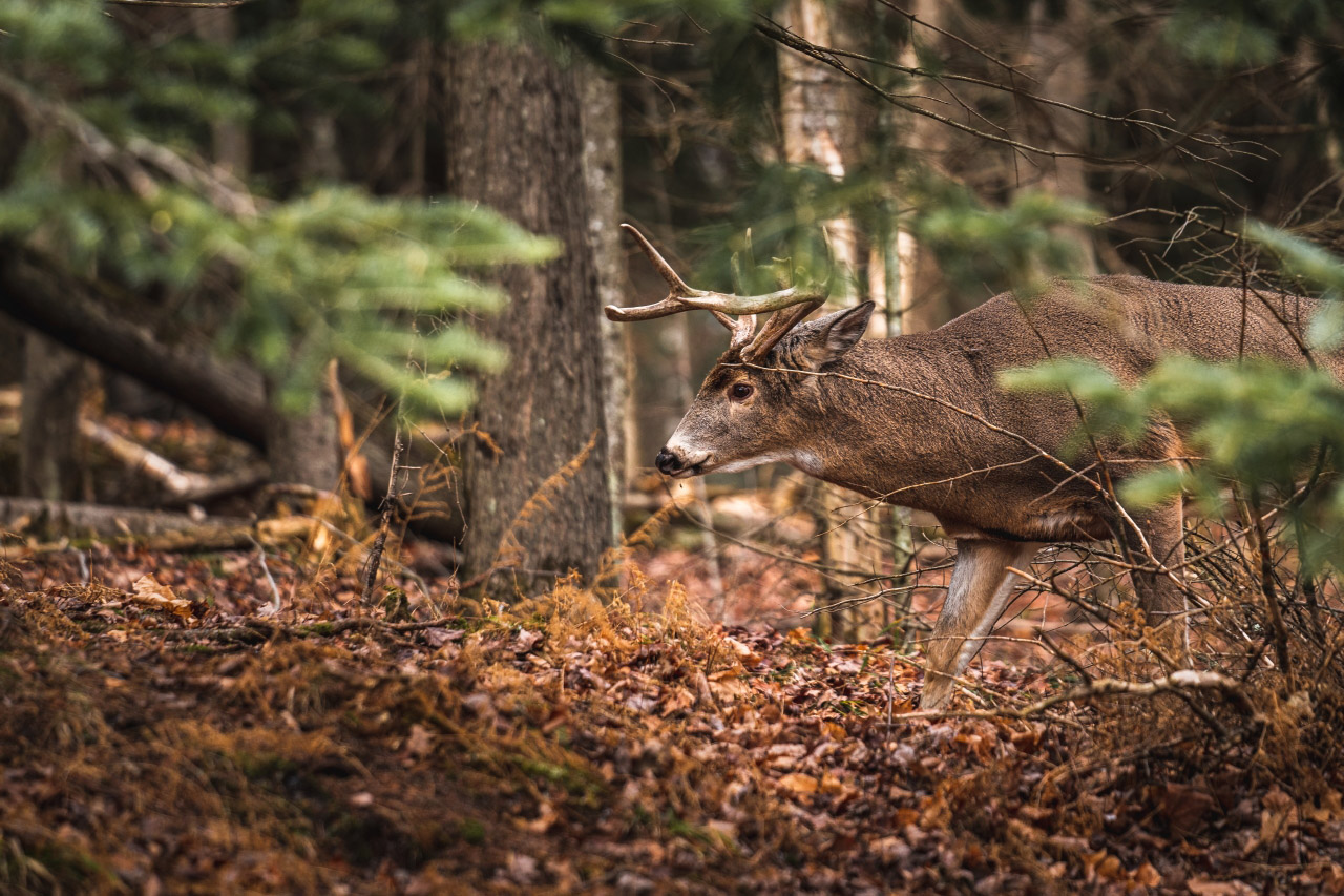 Chasse Québec : les meilleurs conseils de l’équipe - Sépaq