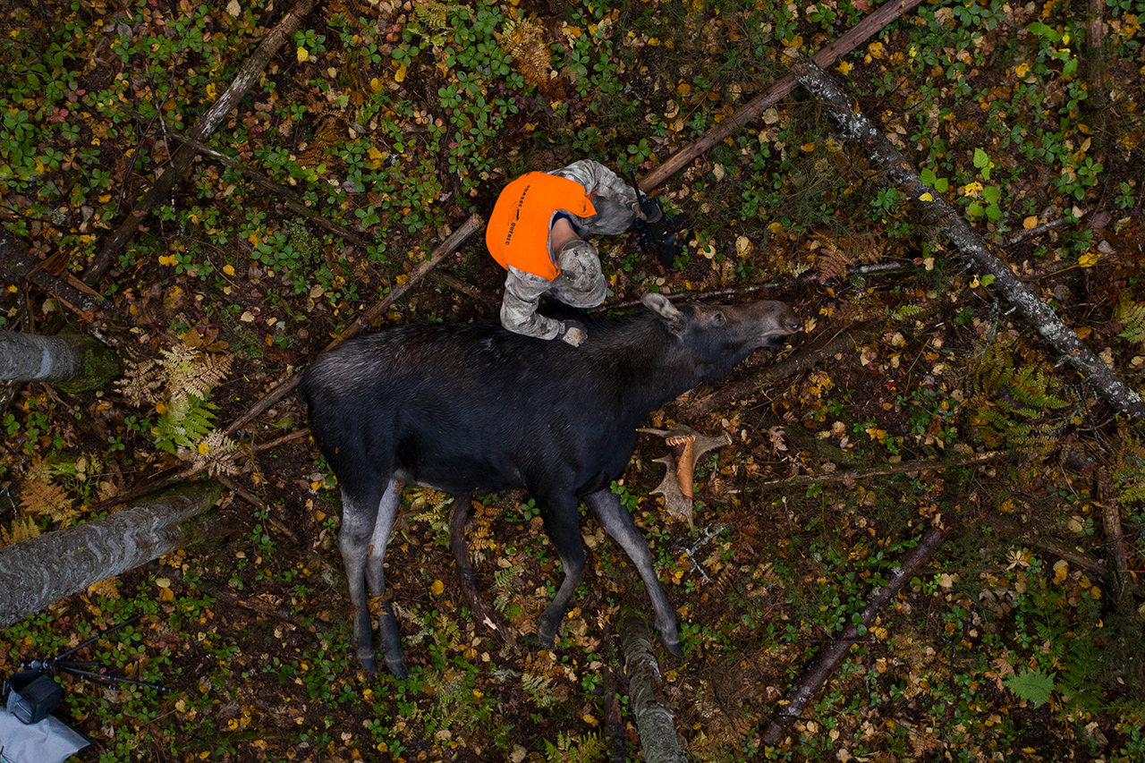 Chasser l’orignal en réserve faunique - Chasse - Sépaq